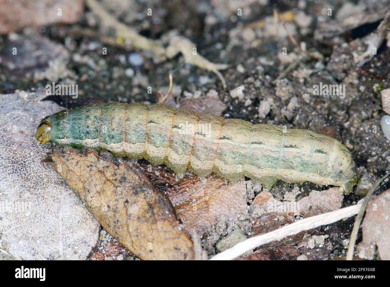 Caterpillars of the large yellow underwing (Noctua pronuba). It is a ...