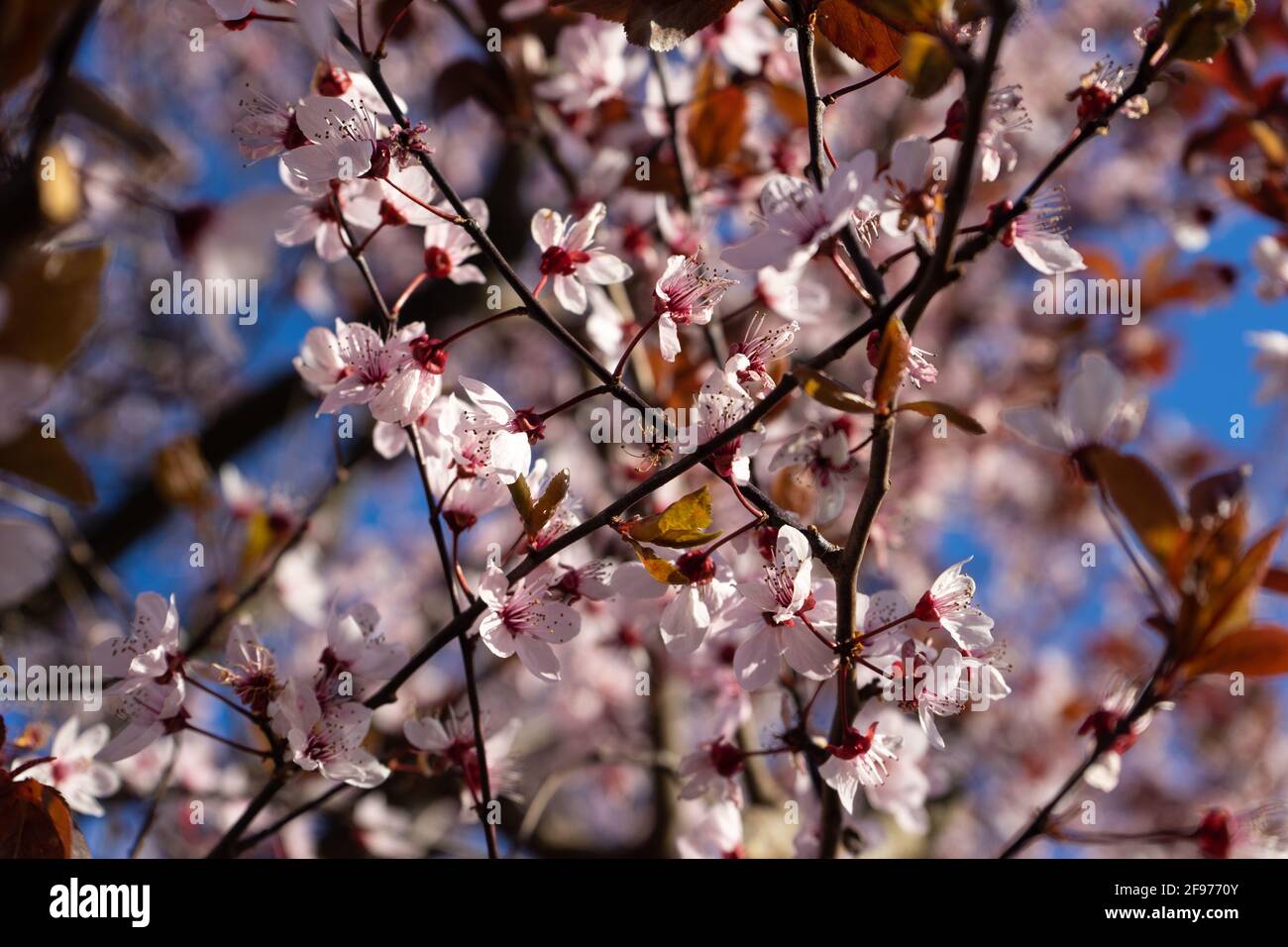Tree with white and pink flowers Stock Photo - Alamy
