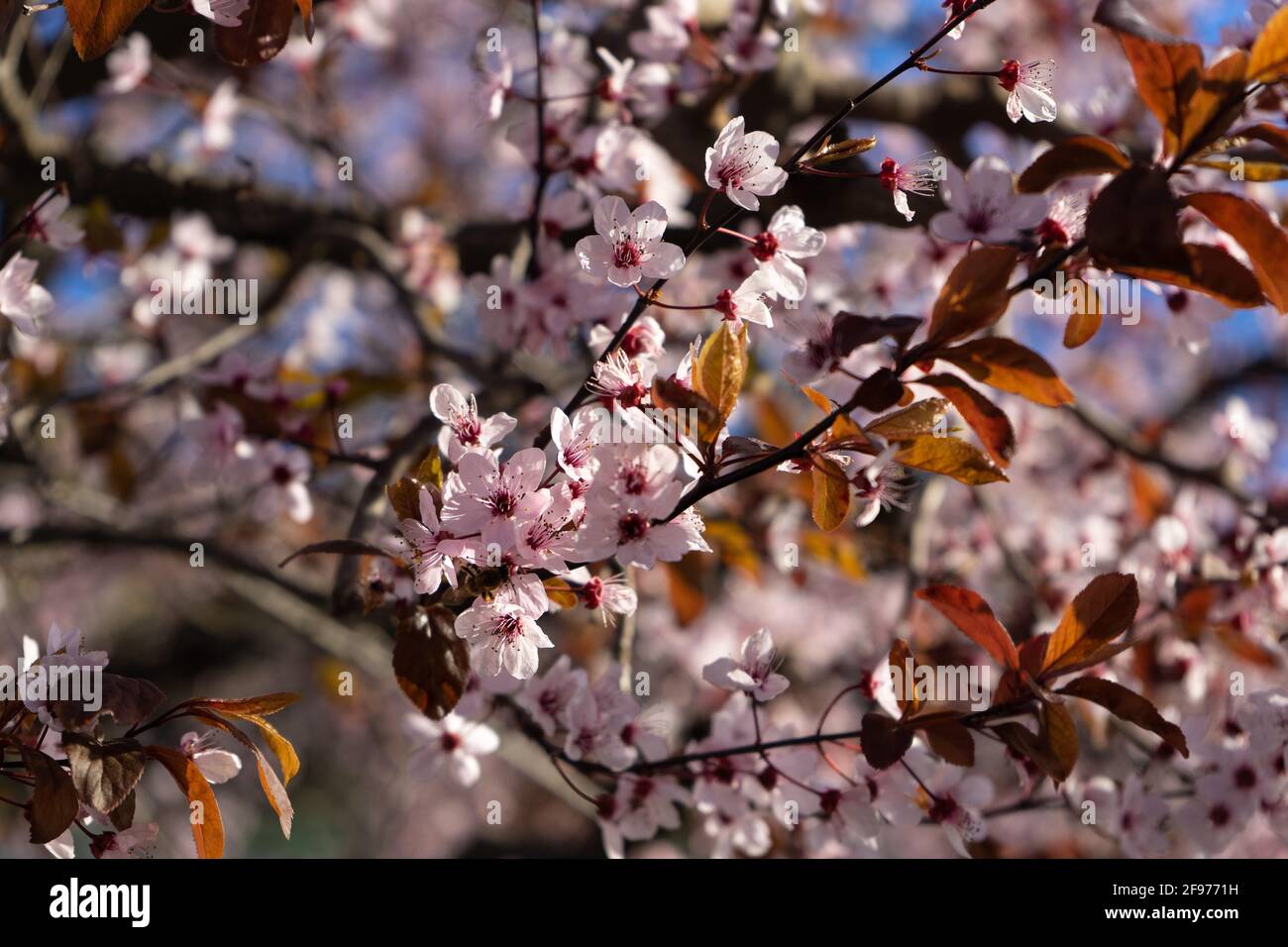 Tree with white and pink flowers Stock Photo - Alamy