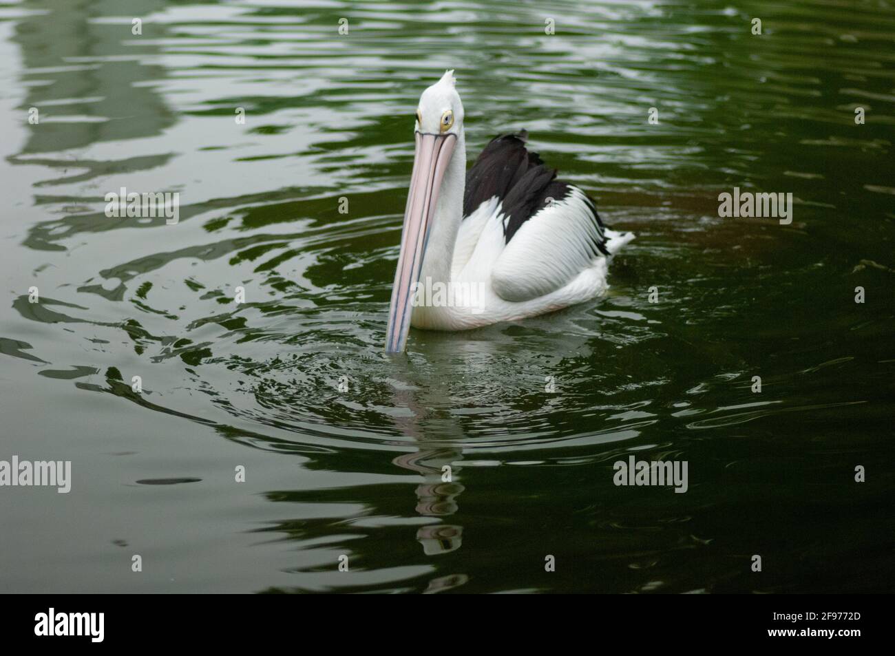 milky stork bird (Mycteria cinerea) swimming in the pond Stock Photo ...