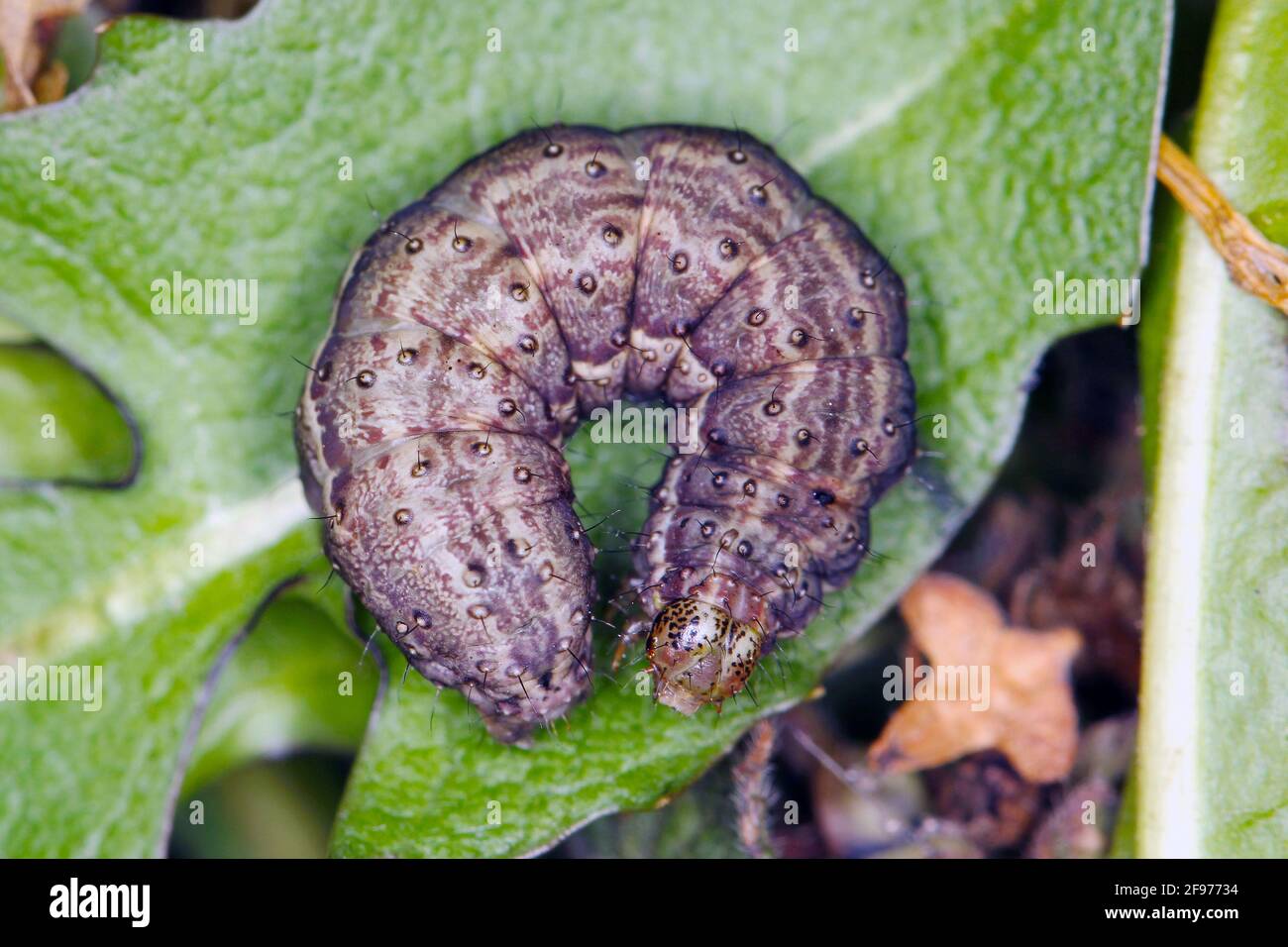 Owlet Butterfly High Resolution Stock Photography and Images - Alamy