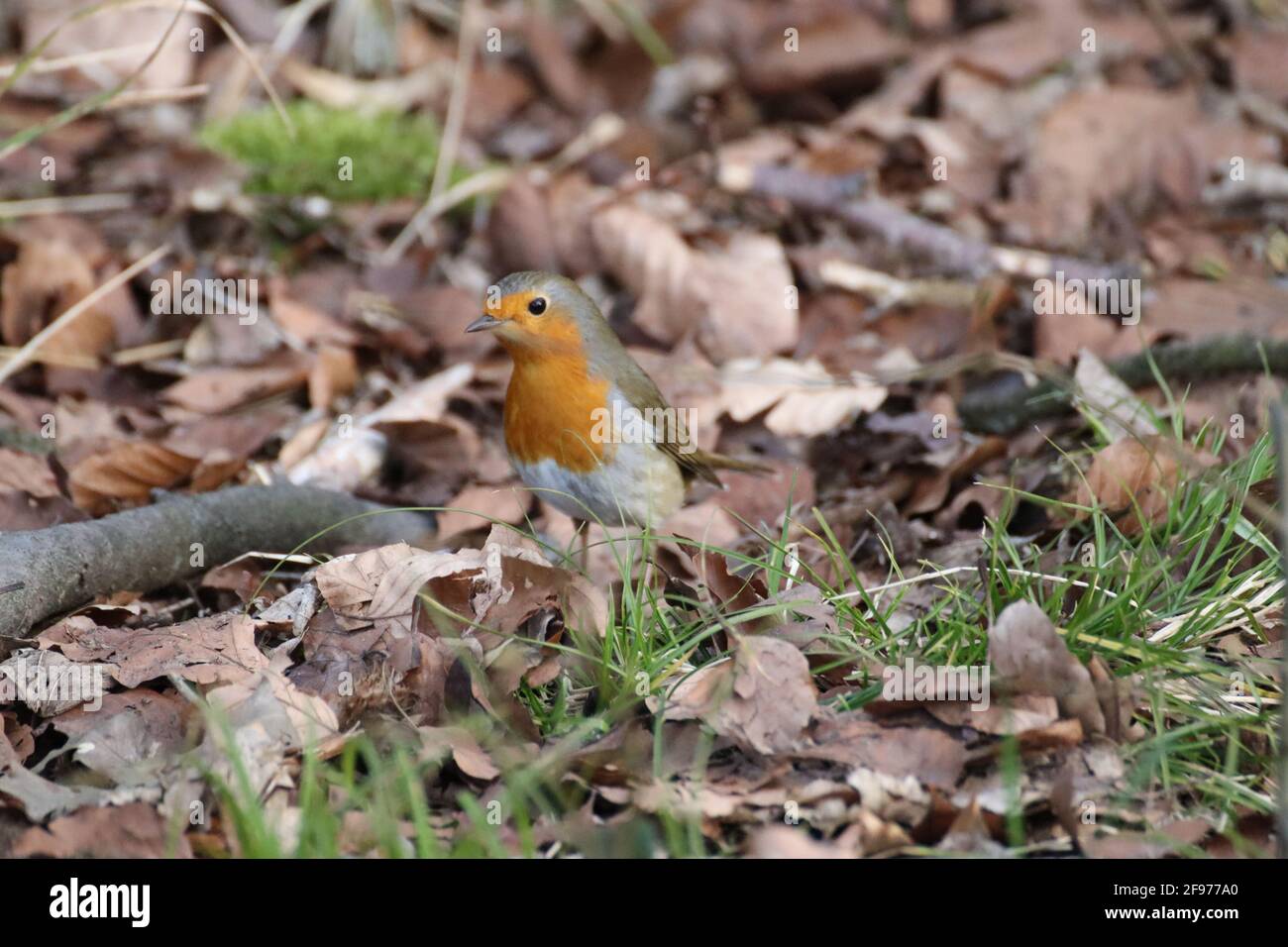Cute robin bird on a ground covered with dry fallen autumn leaves Stock ...