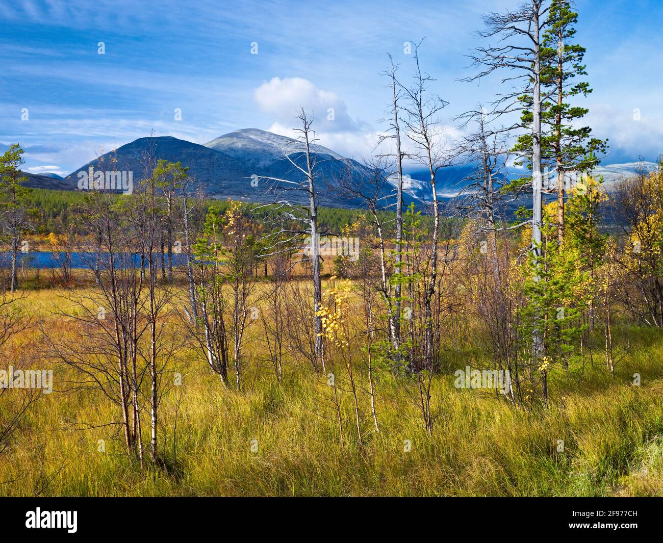 Europe, Norway, Hedmark, Rondane National Park, moorland with lakes in ...