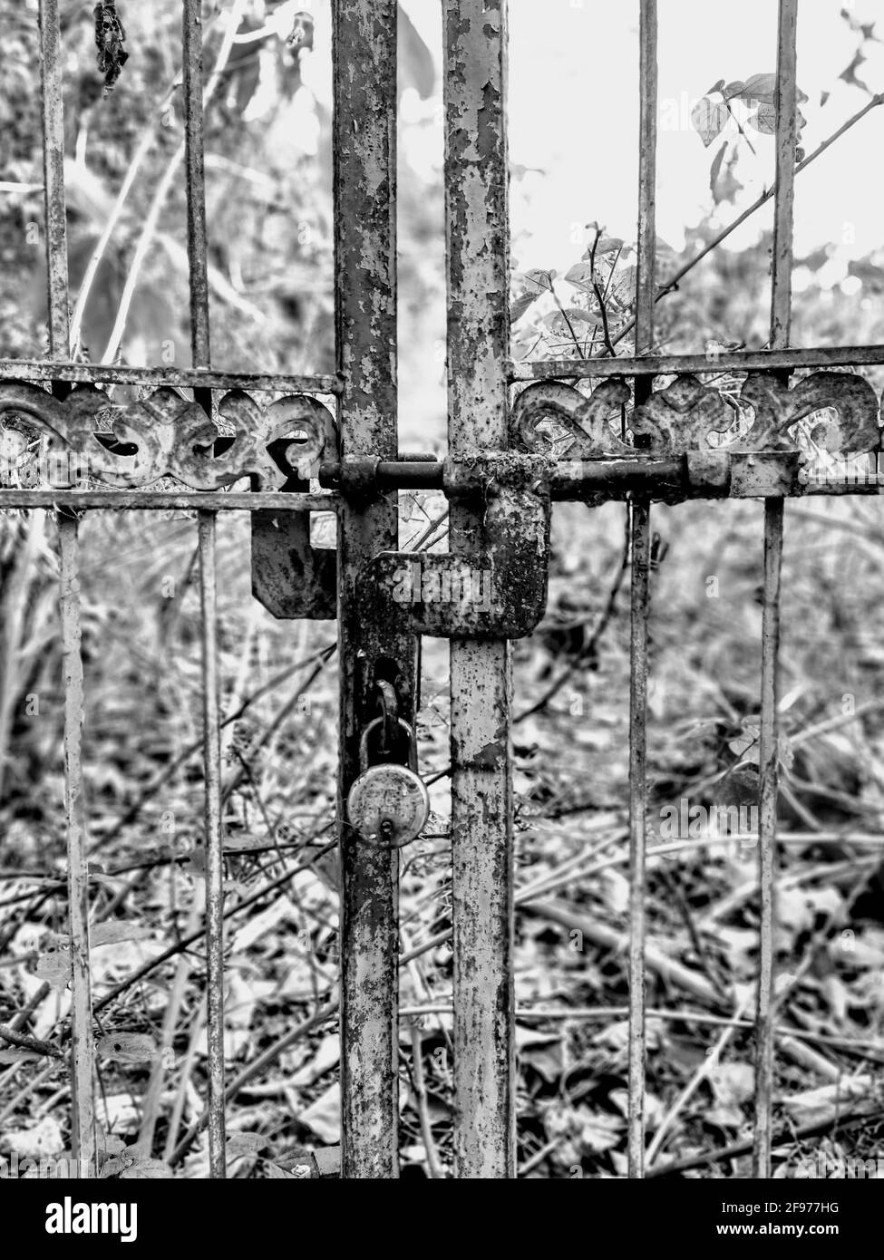 Closeup grayscale of an old metal locked gate Stock Photo - Alamy