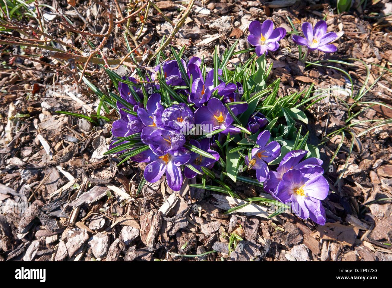 Crocus flowers on dry ground Stock Photo - Alamy