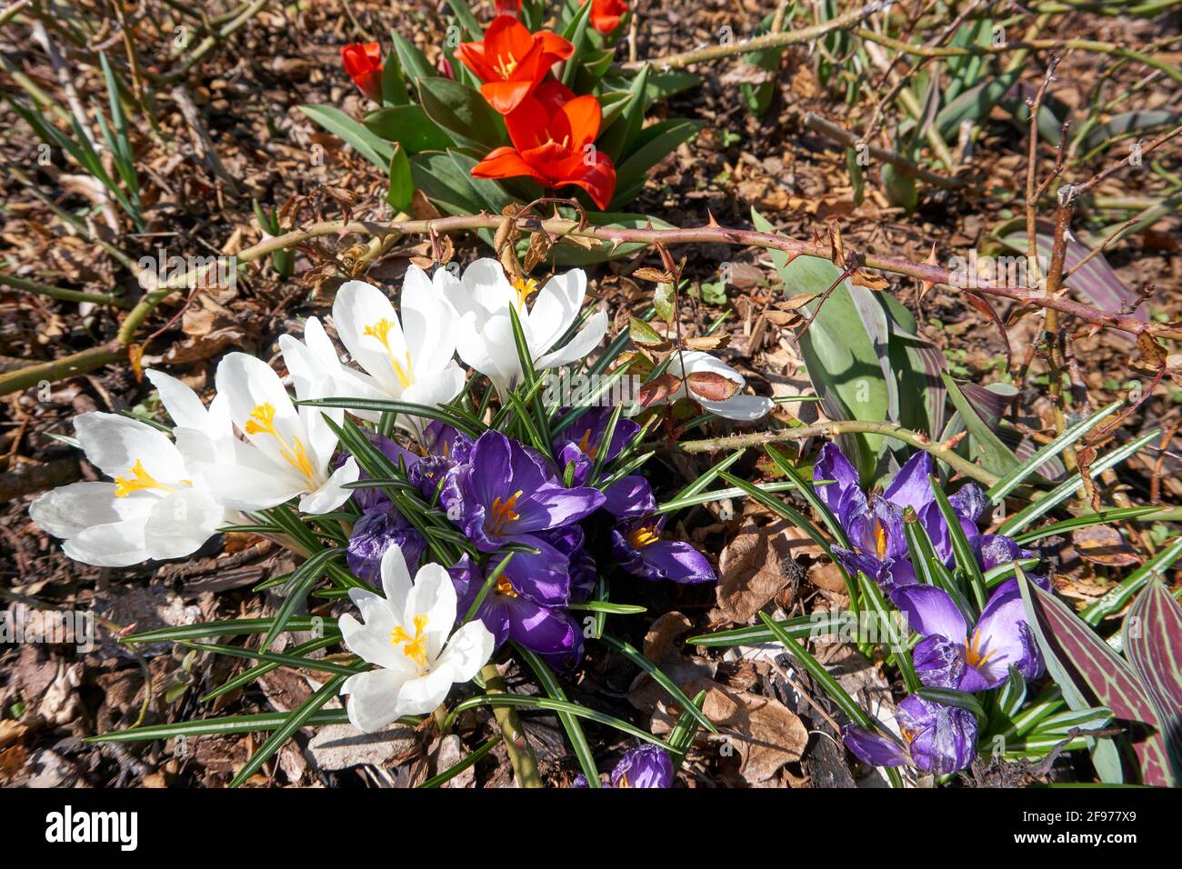 Top view of delicate white and violet crocus and red tulip flowers in ...