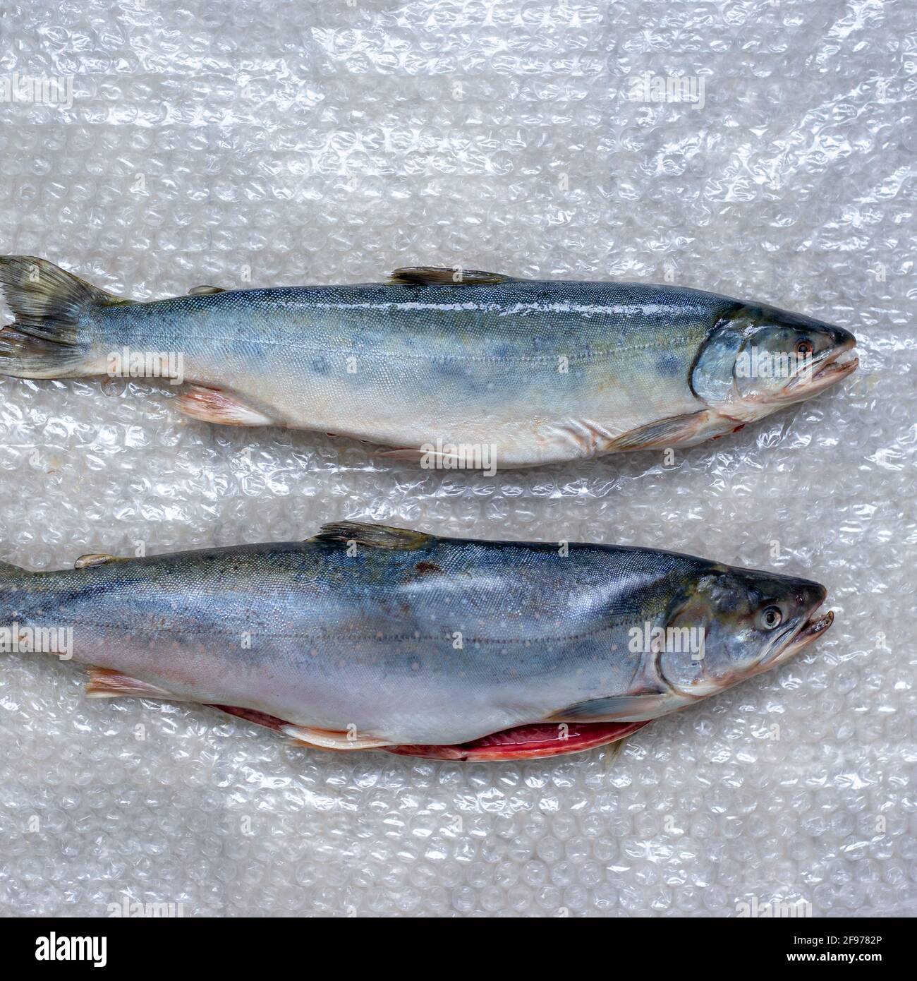 Two dead fish on plastic wrap. A fish dish Stock Photo - Alamy