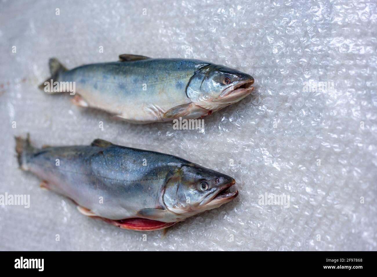 Two dead fish on plastic wrap. A fish dish Stock Photo - Alamy