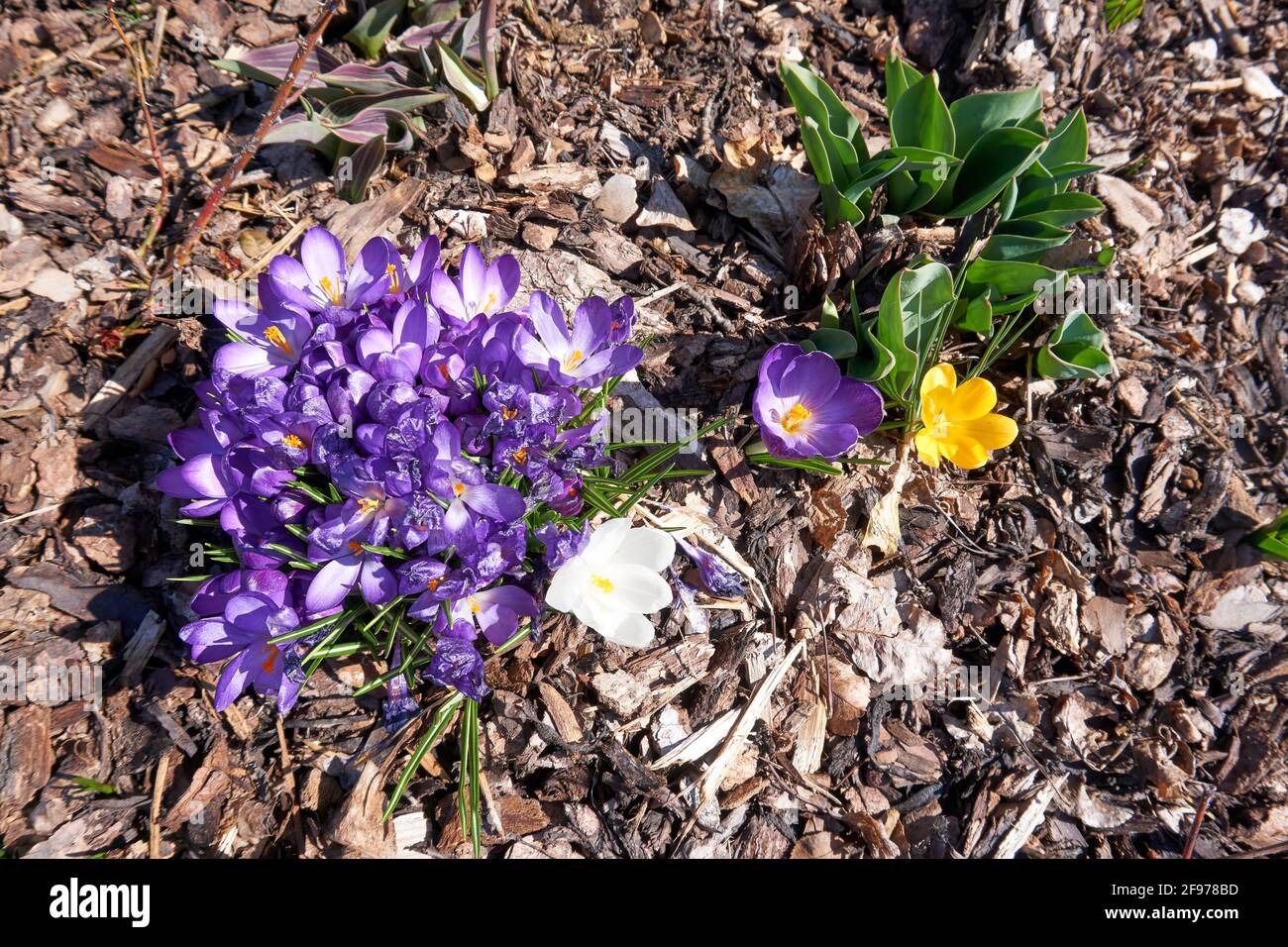 Crocus flowers on dry ground Stock Photo - Alamy
