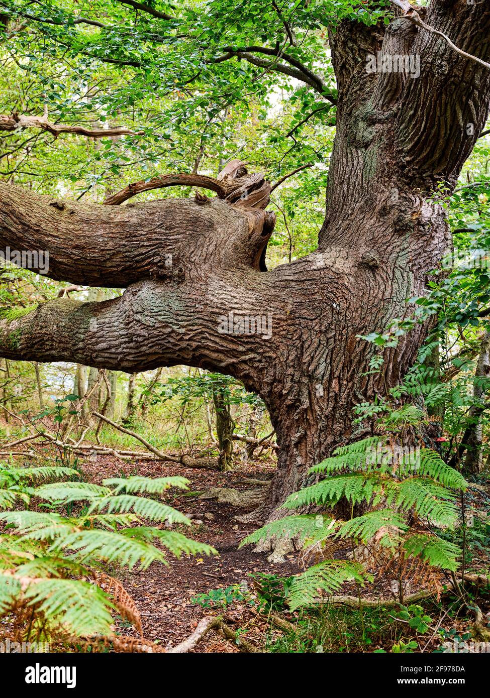 Primeval forest on the island of Vilm Stock Photo - Alamy