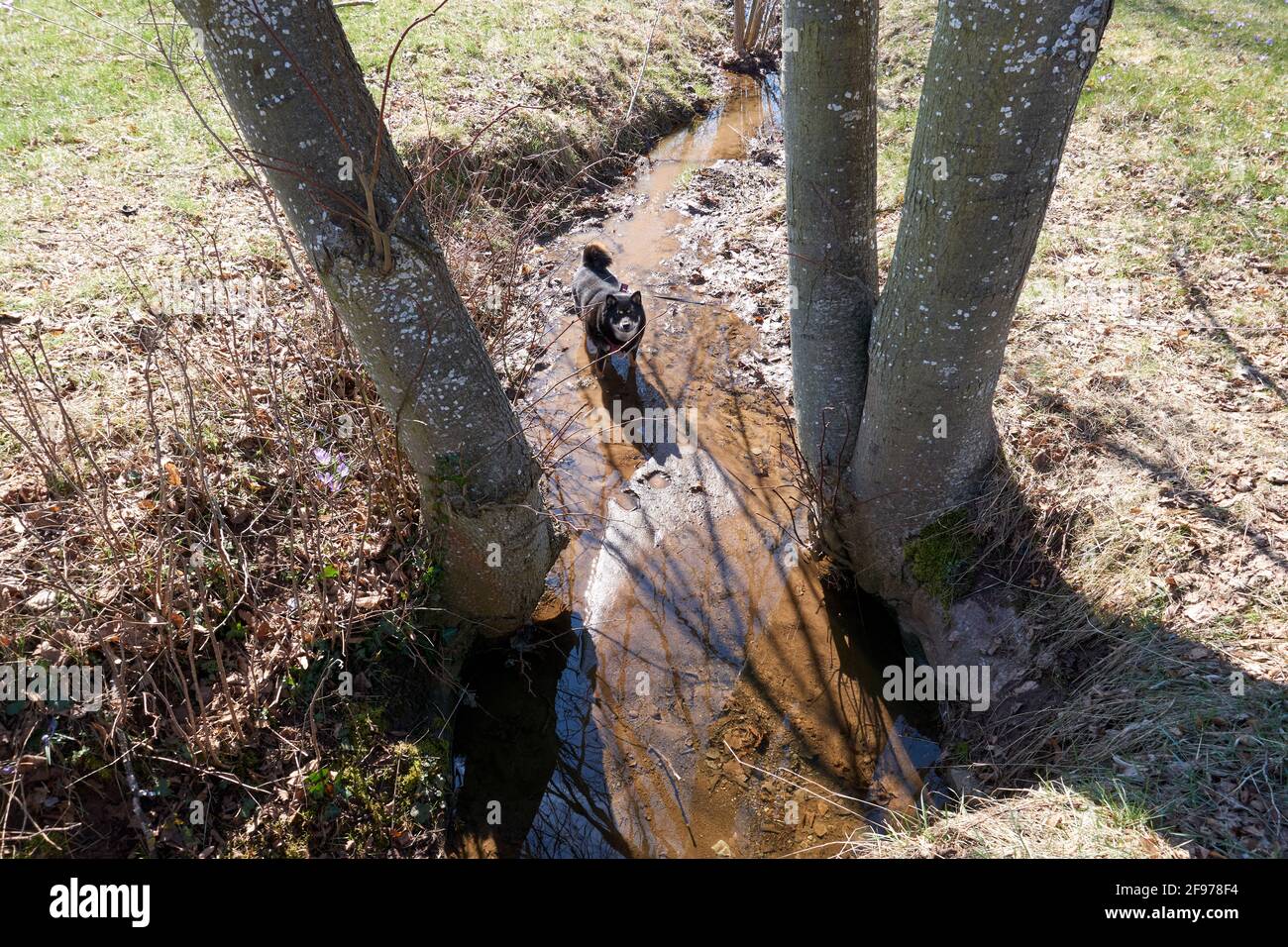 Overhead shot of a black dog standing in the narrow ditch near the ...