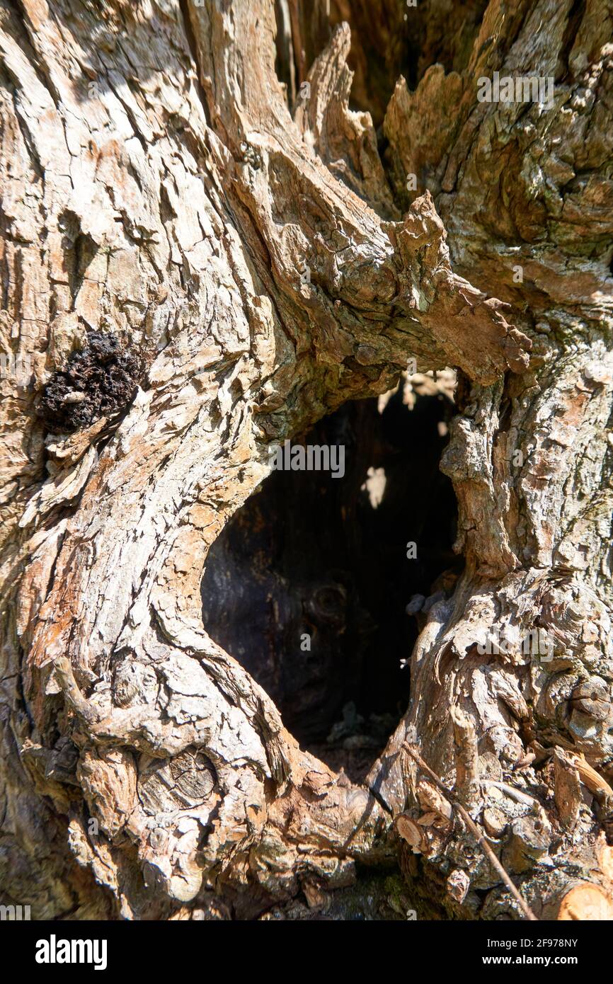 Vertical shot of an aged bumpy tree bark texture with a hole in the ...