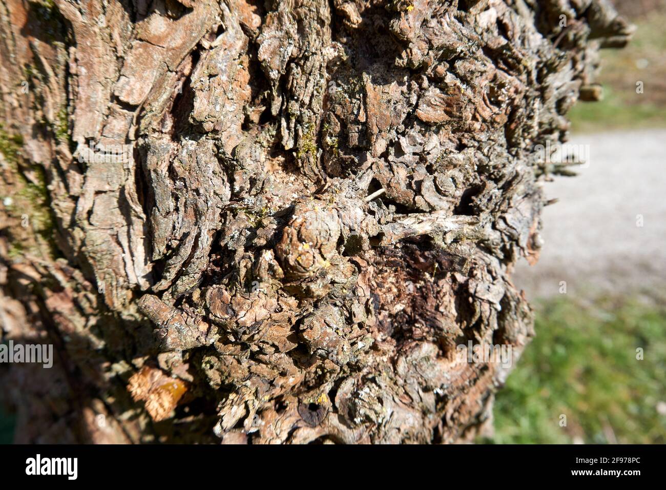 Closeup shot of a bumpy tree bark texture in the forest Stock Photo - Alamy