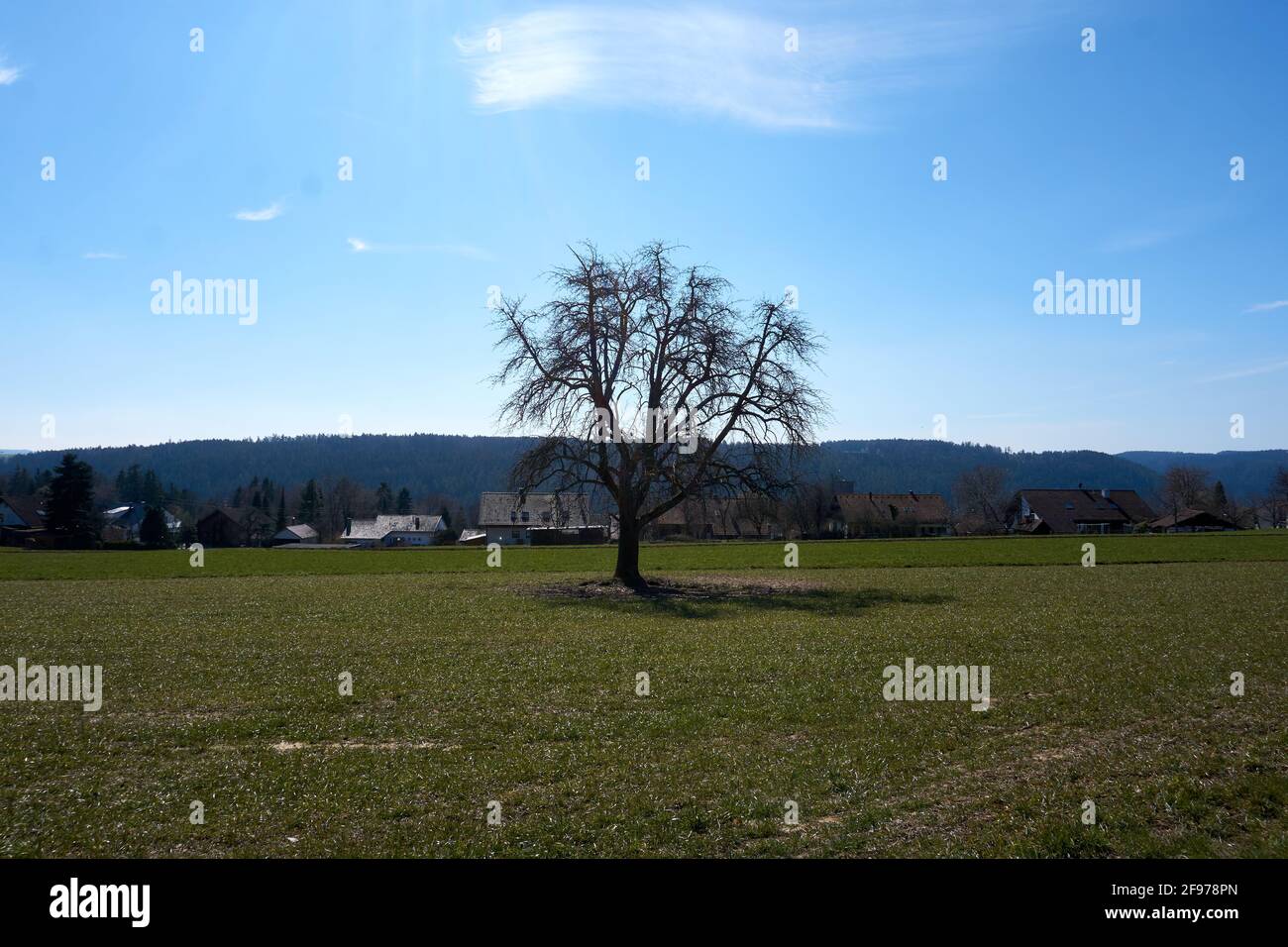 Single dry tree in the green field in the background of buildings and ...