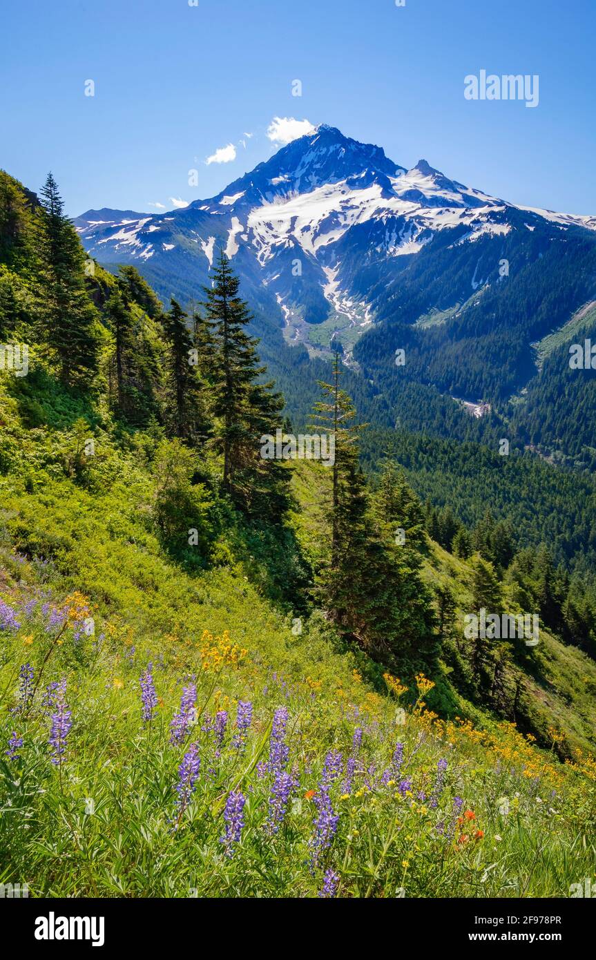 Mount Hood and wildflowers in meadow on Bald Mountain from Top Spur ...
