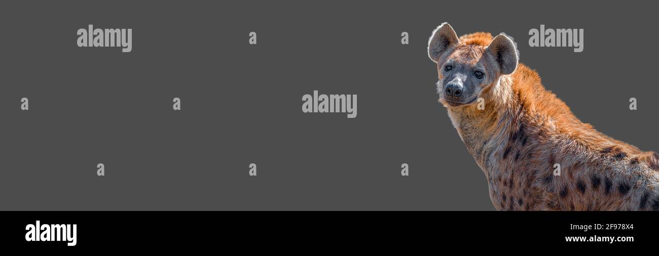 Banner with portrait of huge and powerful adult African spotted hyena ...