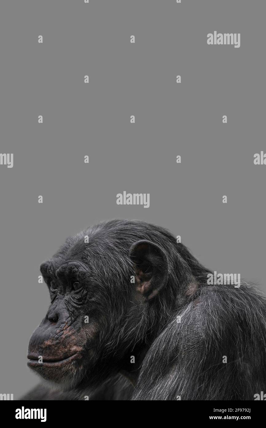 Cover page with a portrait of happy smiling Chimpanzee, closeup ...