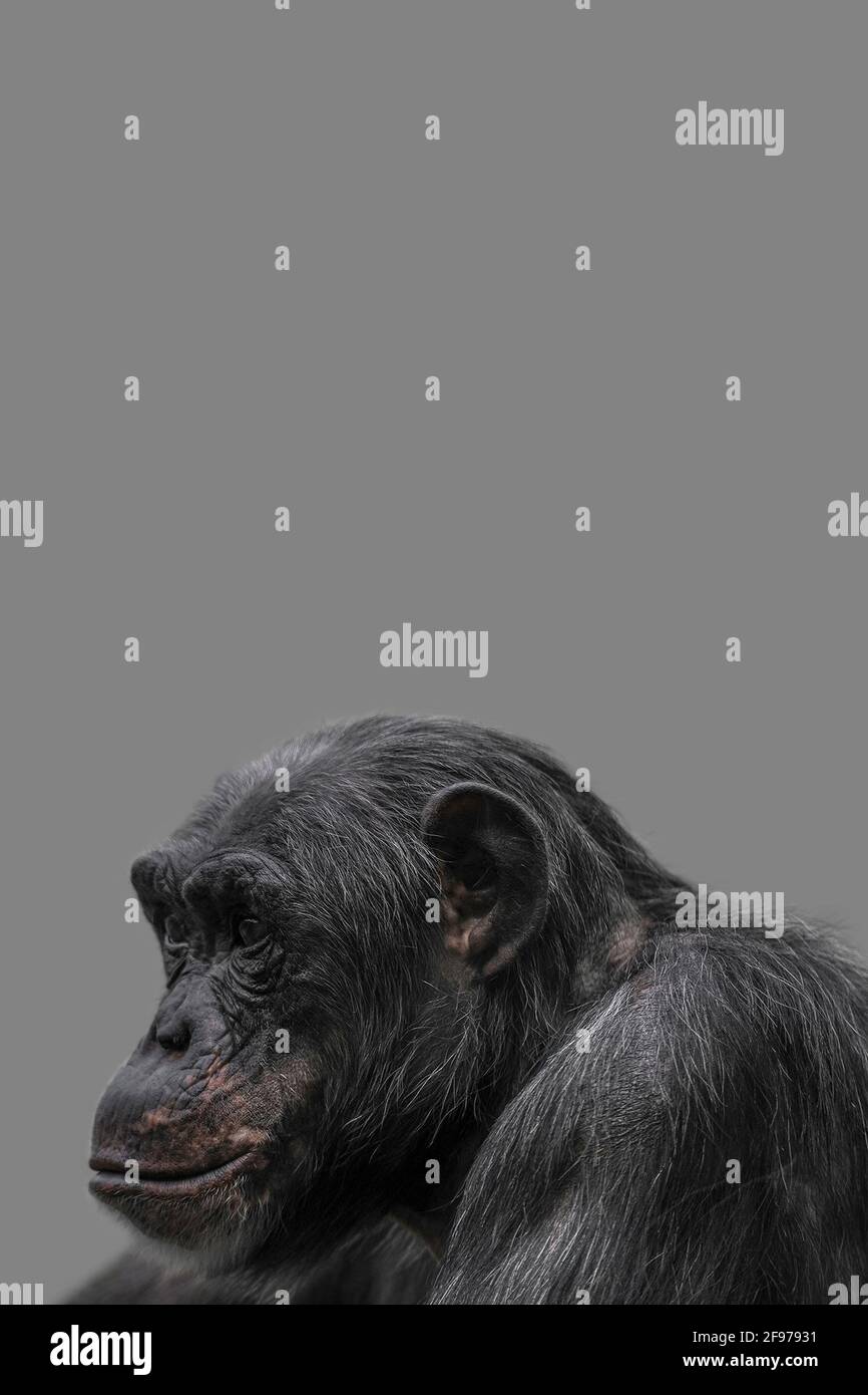 Cover Page With A Portrait Of Happy Smiling Chimpanzee Closeup