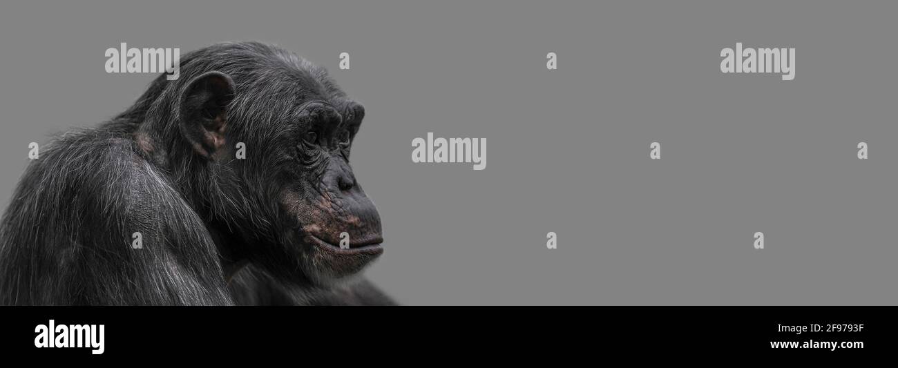 Banner with a portrait of happy smiling Chimpanzee, closeup, details ...