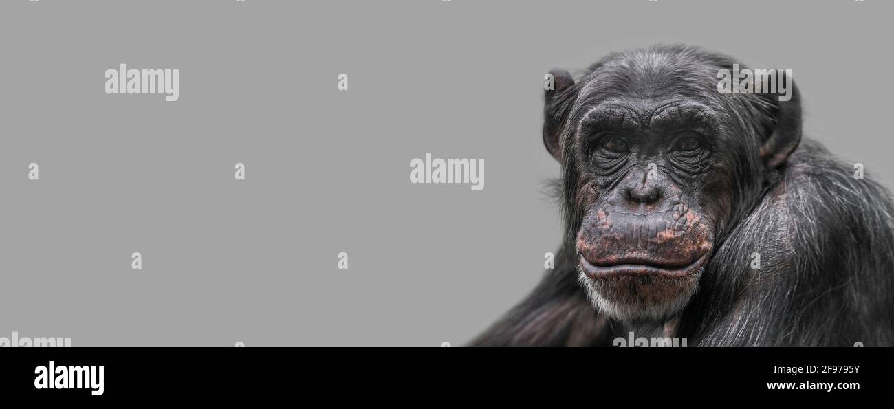 Banner with a portrait of happy smiling Chimpanzee, closeup, details ...