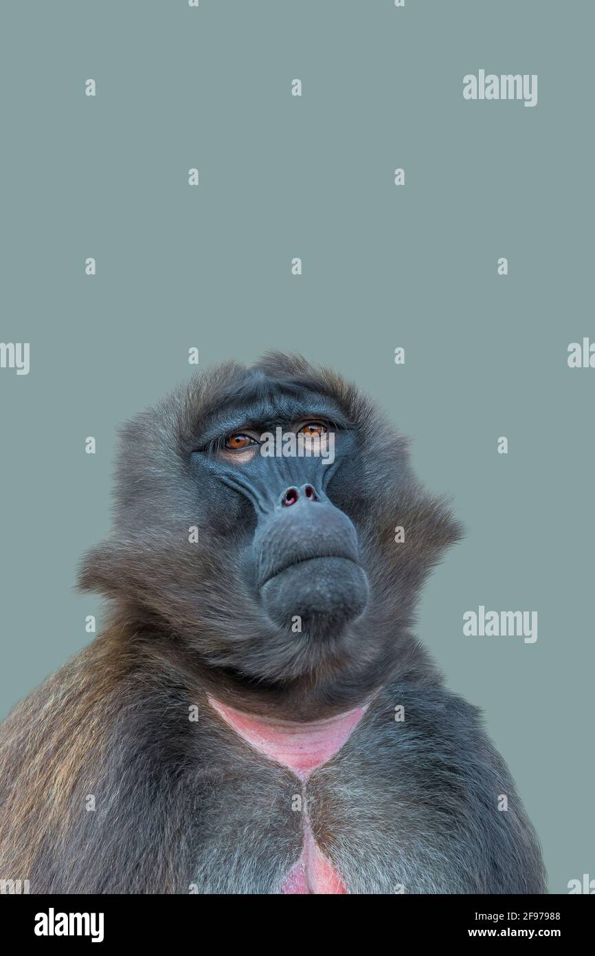 Cover page with a front portrait of African baboon sitting quietly and ...