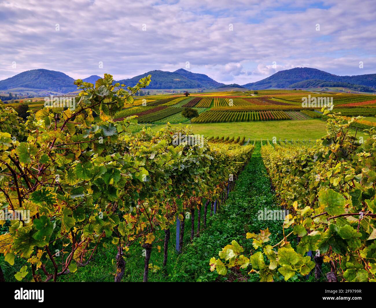 Rheic street hi-res stock photography and images - Alamy