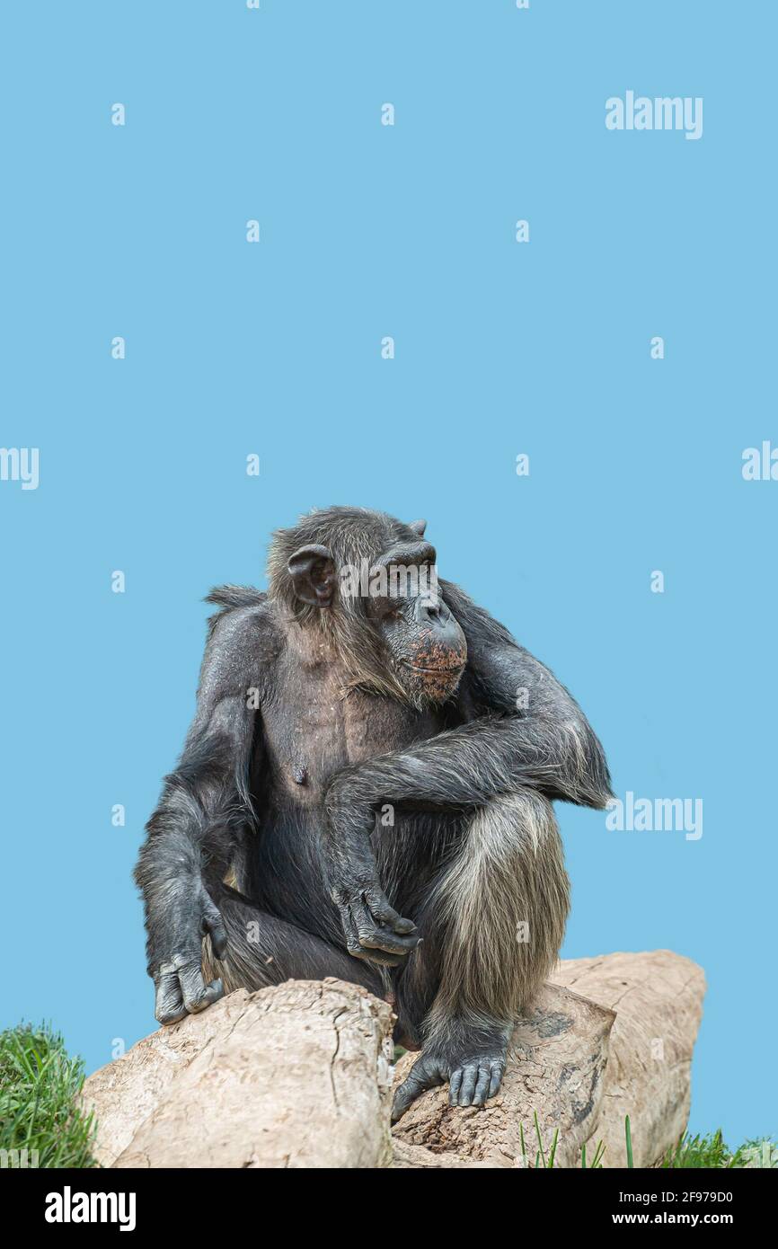 Cover page with a portrait of a happy adult Chimpanzee, smiling and ...
