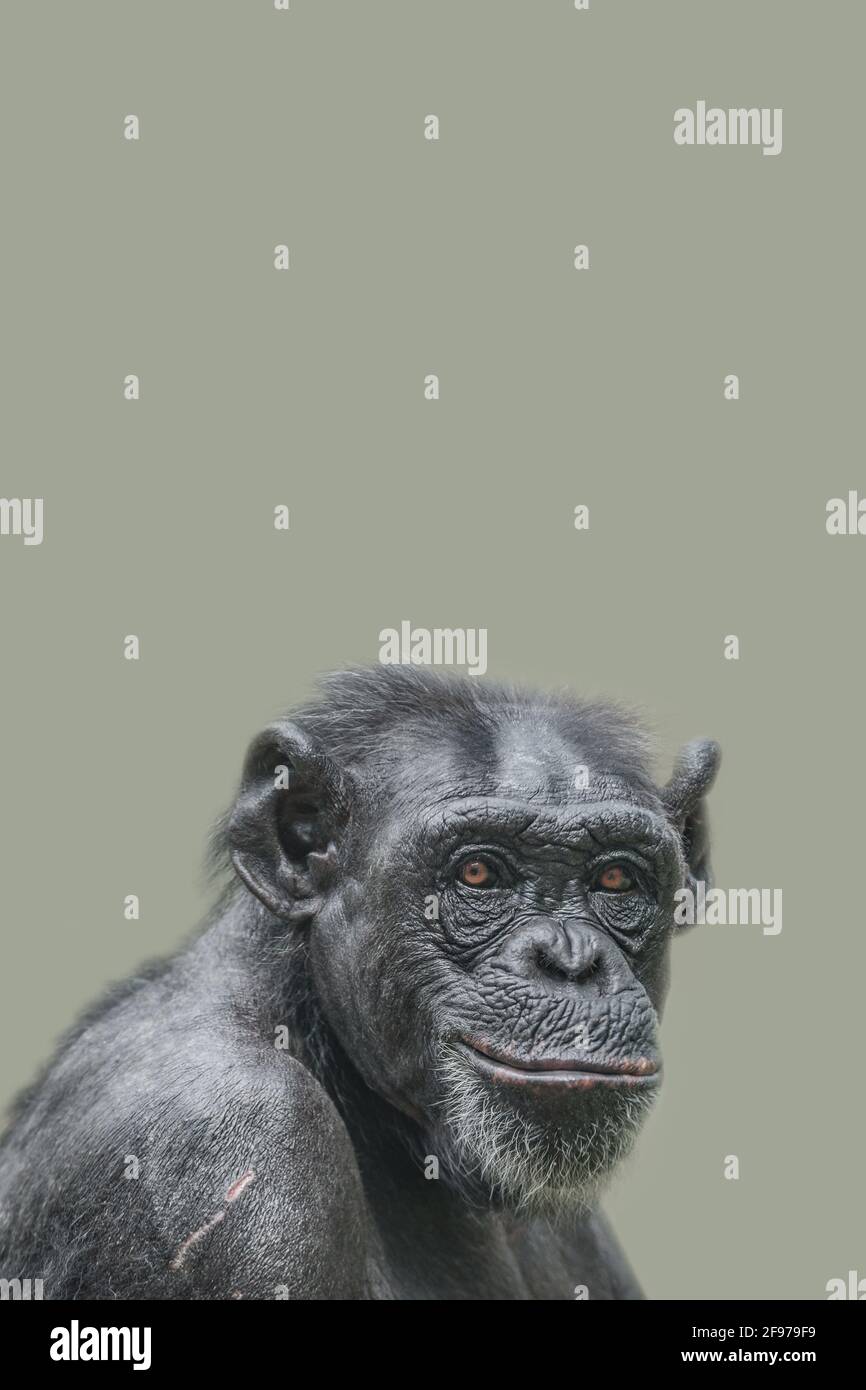 Cover Page With A Portrait Of A Happy Adult Chimpanzee Smiling And