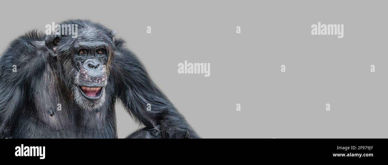 Chimpanzee smiling hi-res stock photography and images - Alamy