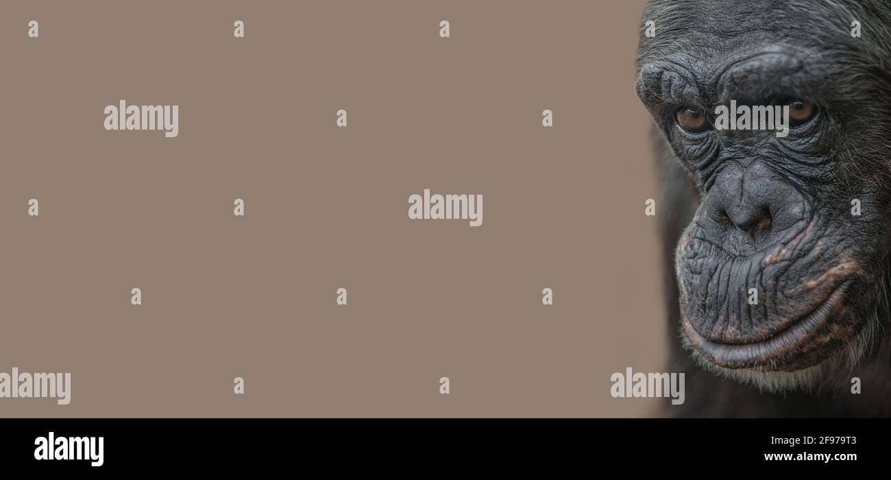 Banner with a portrait of depressed and tired old Chimpanzee at solid ...