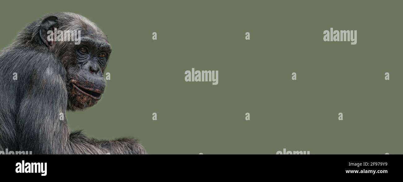 Portrait of curious Chimpanzee like asking a question, at smooth ...