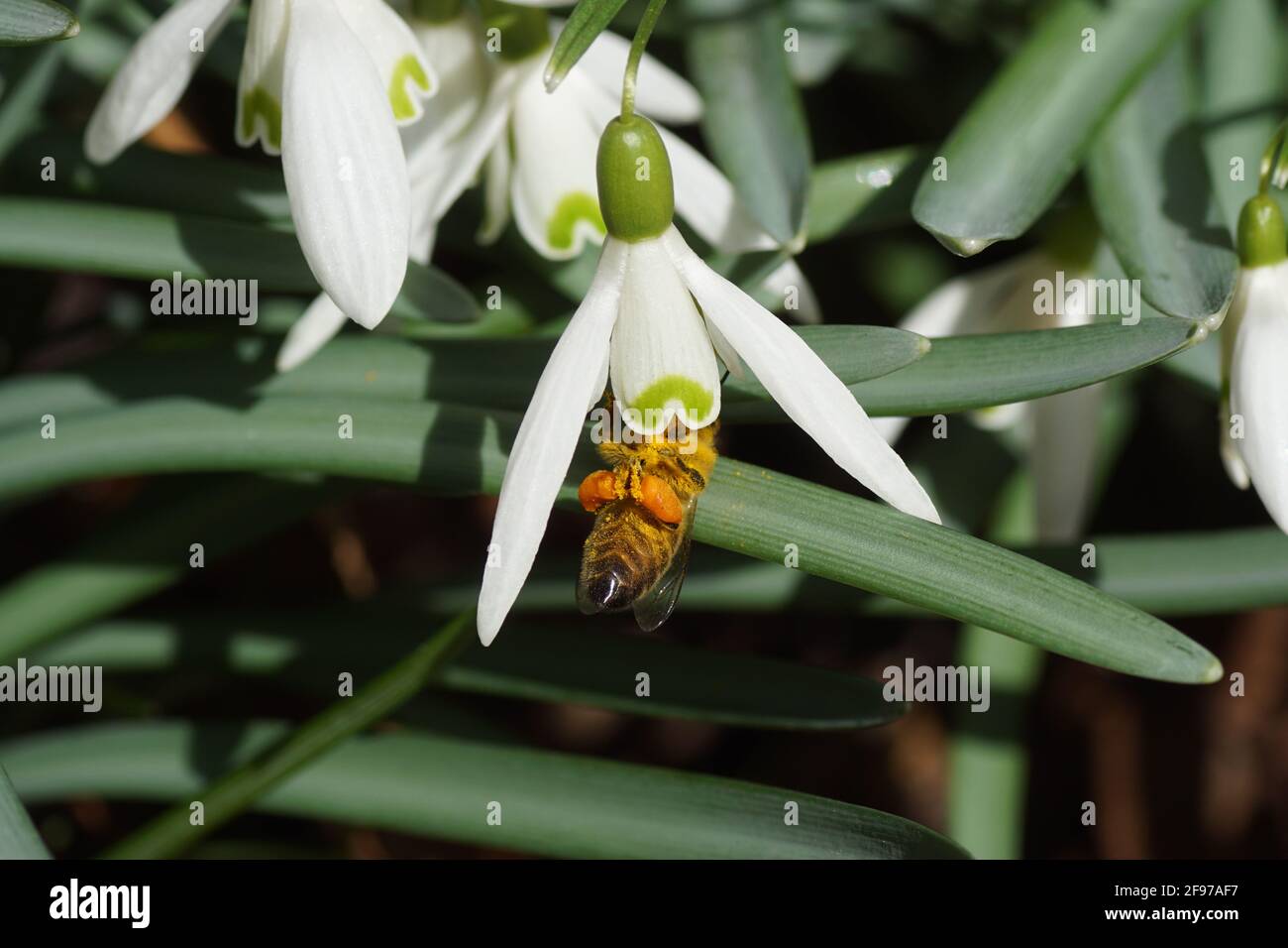 Western Honey Bee Or European Honey Bee Apis Mellifera , Family Apidae ...
