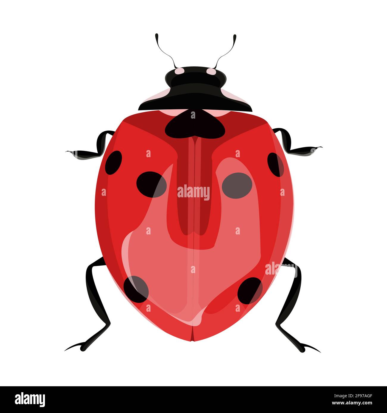 isolated image of beetle (ladybug) on white background Stock Vector ...