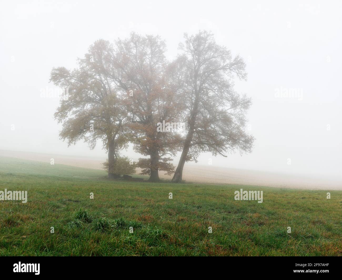 Oak trees in mist hi-res stock photography and images - Alamy