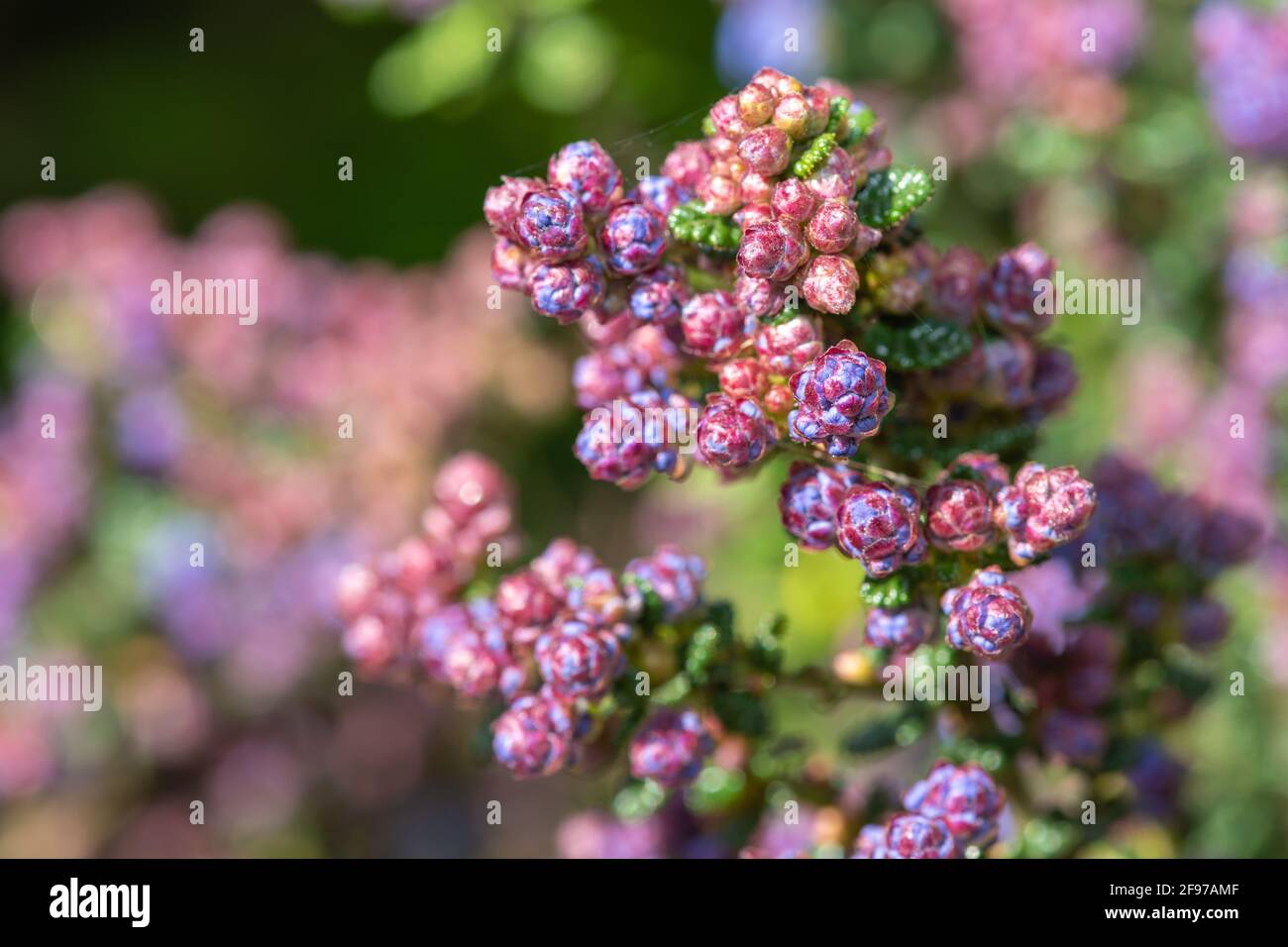 Close up of buds on a California lilac (ceanothus) shrub Stock Photo ...