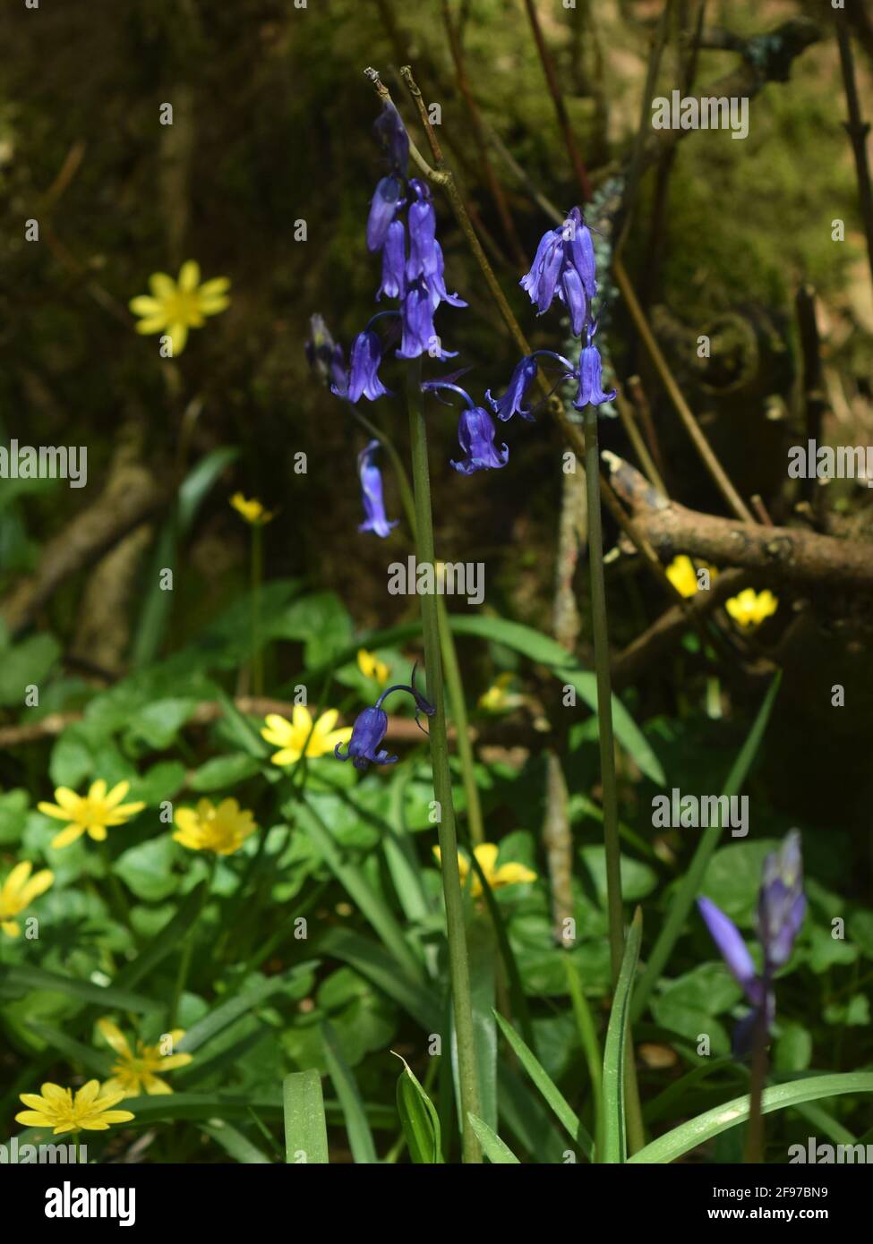 First bluebells budding in Unity Woods, Cornwall Stock Photo - Alamy