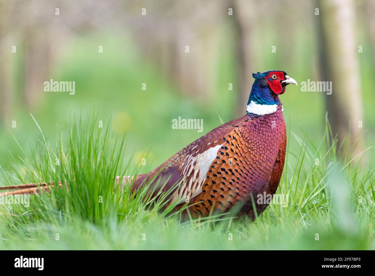 Portrait of a male pheasant (phasianus colchicus) in a meadow Stock ...