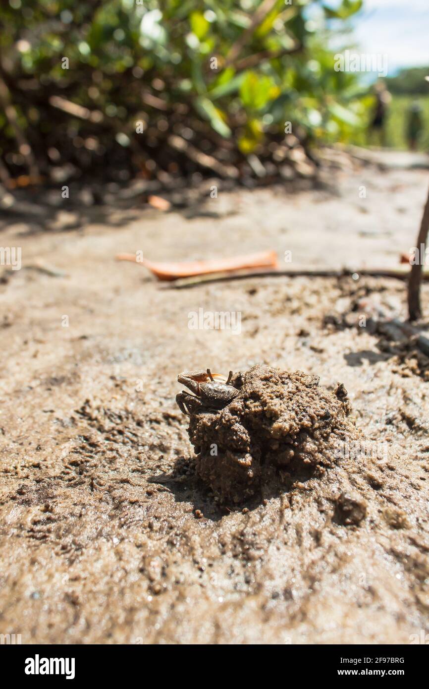 A Fiddler Crab uses its disproportional claws to dig the sandy-muddy ...