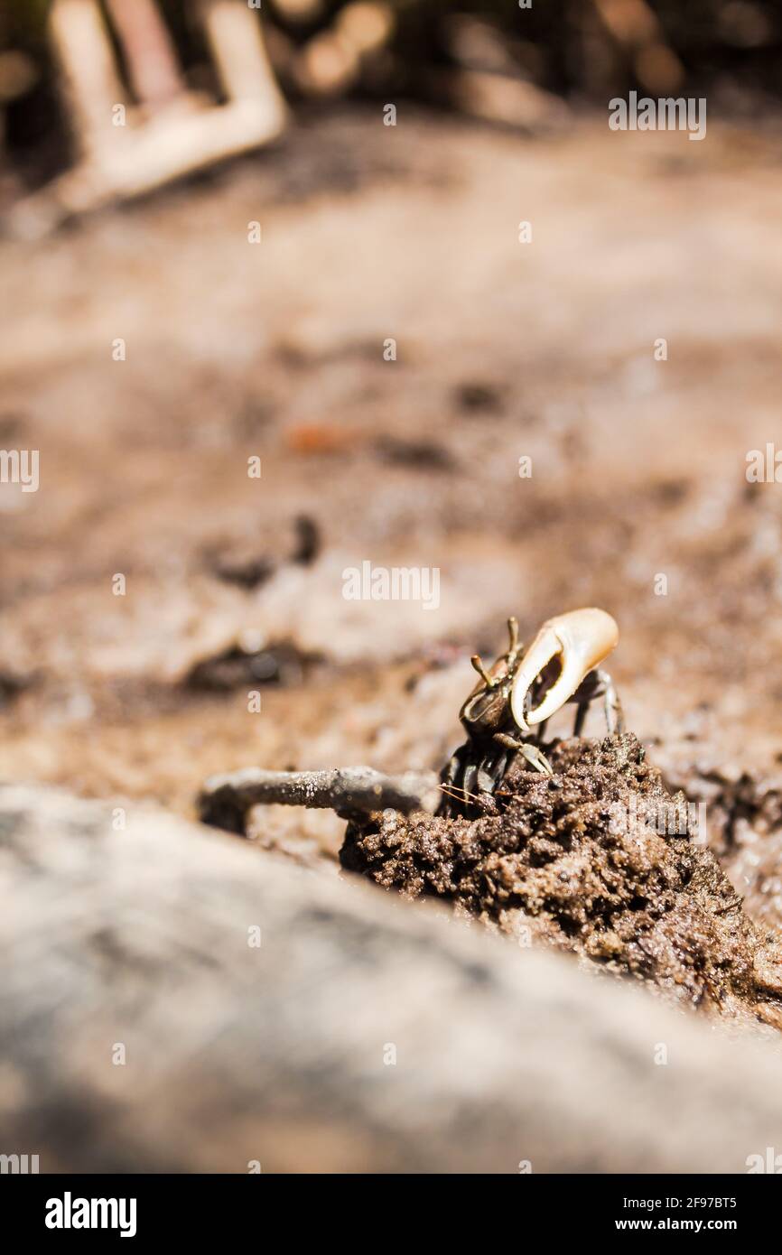 Mud Burrow Crab High Resolution Stock Photography and Images - Alamy