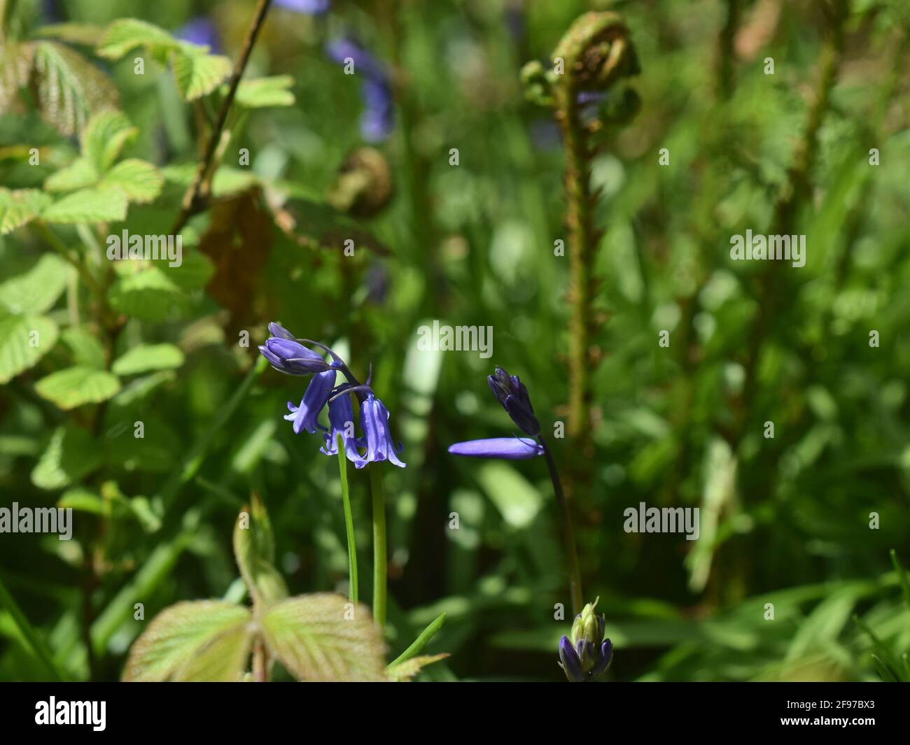 First bluebells budding in Unity Woods, Cornwall Stock Photo - Alamy