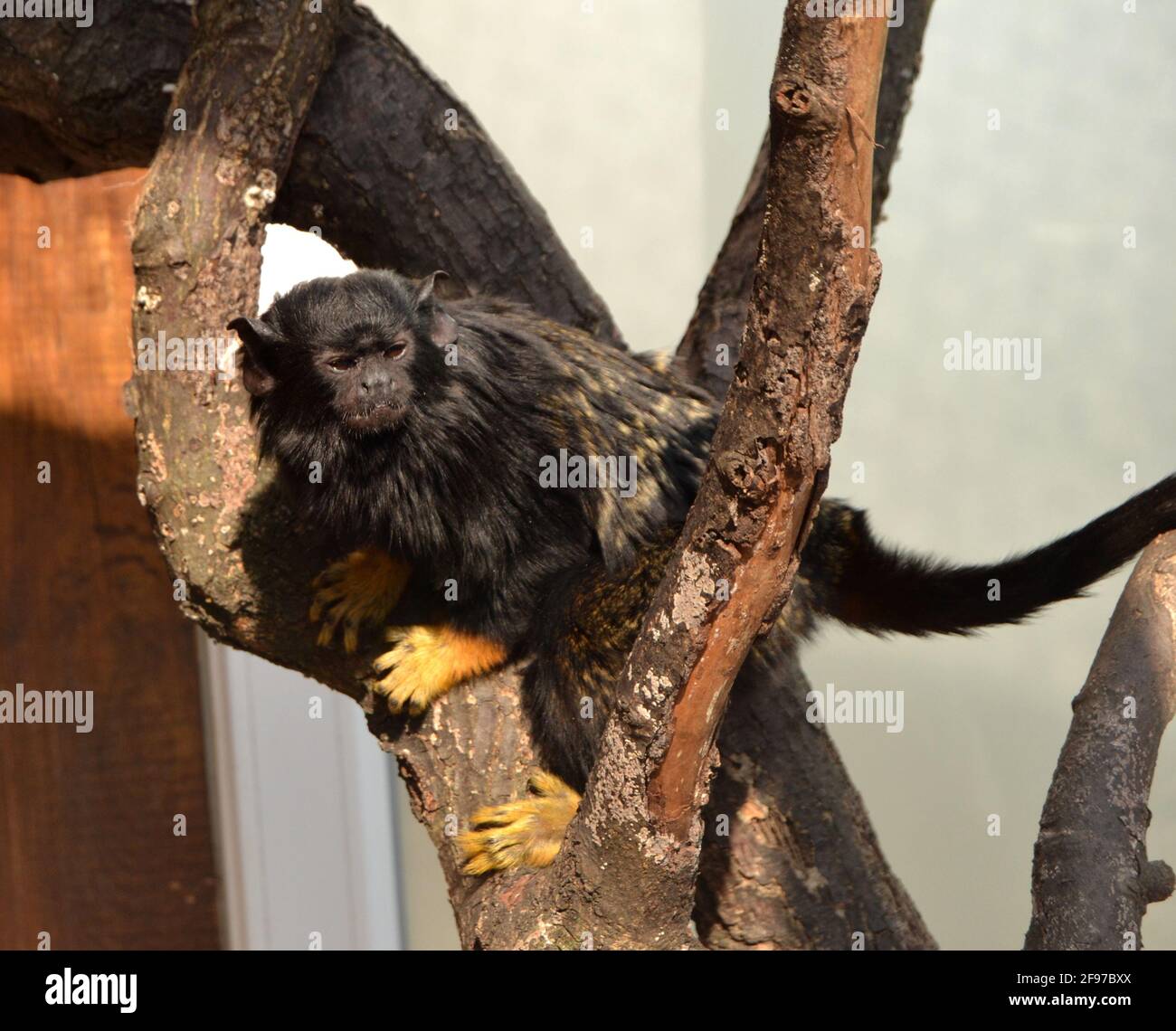 Black monkey sitting on tree branch in the zoo Stock Photo - Alamy