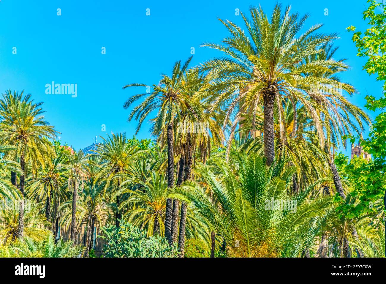 Coconut palms italy hi-res stock photography and images - Alamy