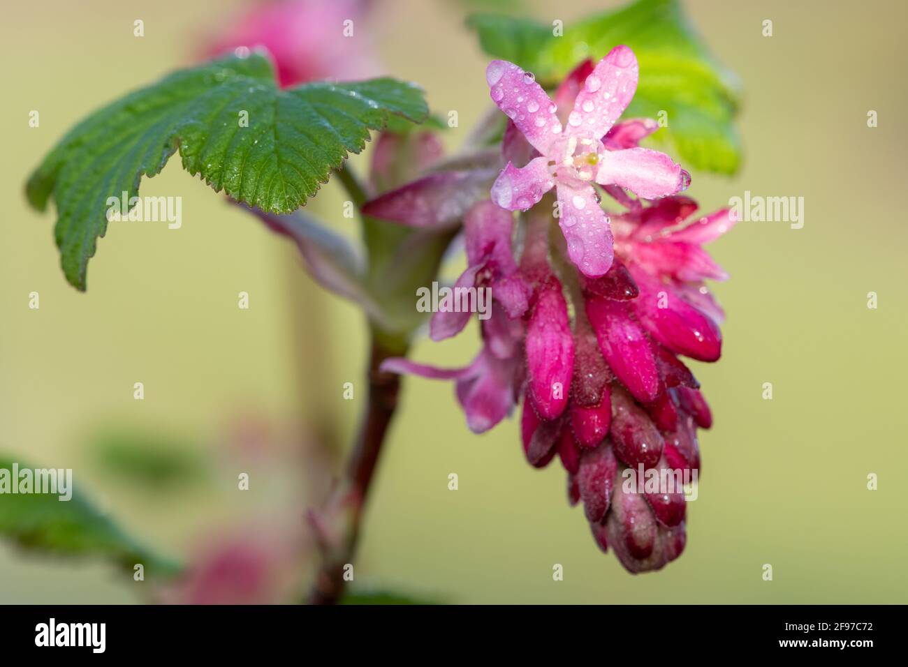 Ornamental currant ribes sanguineum flowering hi-res stock photography ...