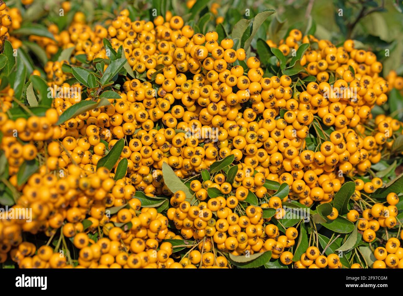 Fire thorn fruits hi-res stock photography and images - Alamy