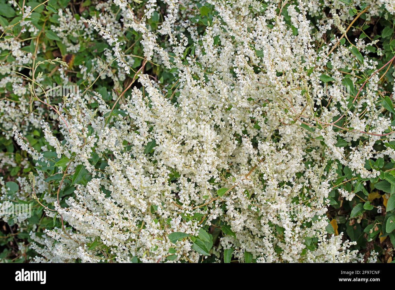 Fallopia aubertii hi-res stock photography and images - Alamy