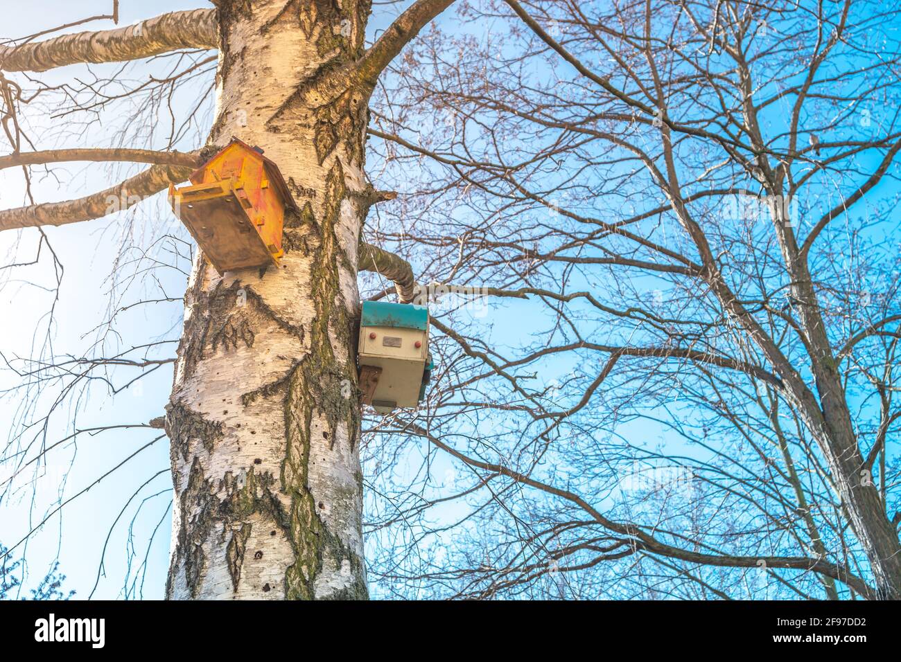 Vie of funny birdhouses at the old birch tree at early Spring at sunny ...