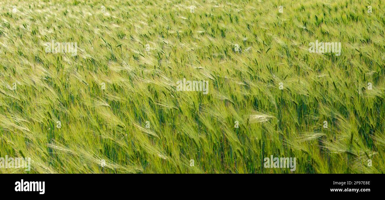 Panorama of beautiful farm landscape of green and yellow wheat field ...