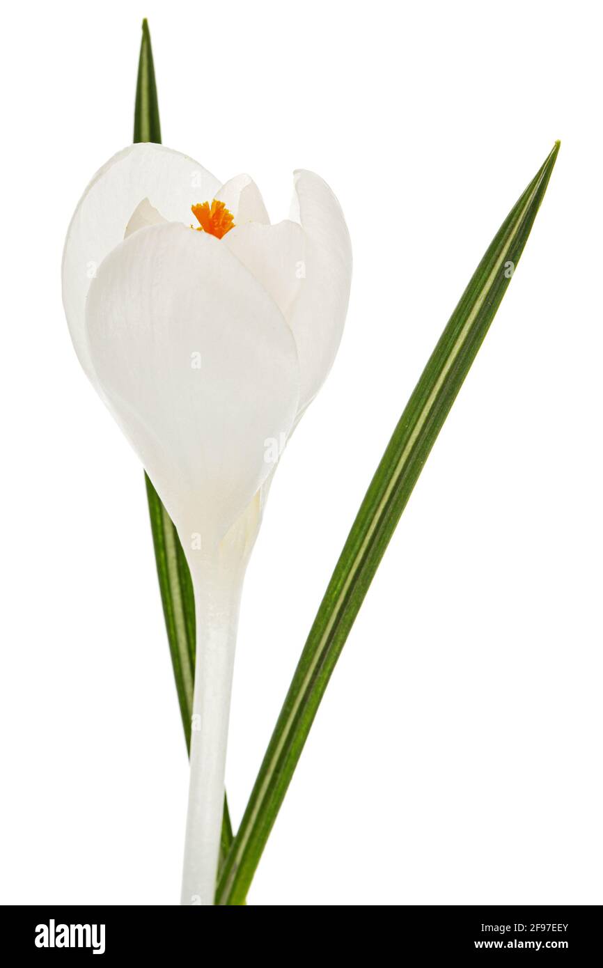 White flower of crocus, isolated on white background Stock Photo - Alamy