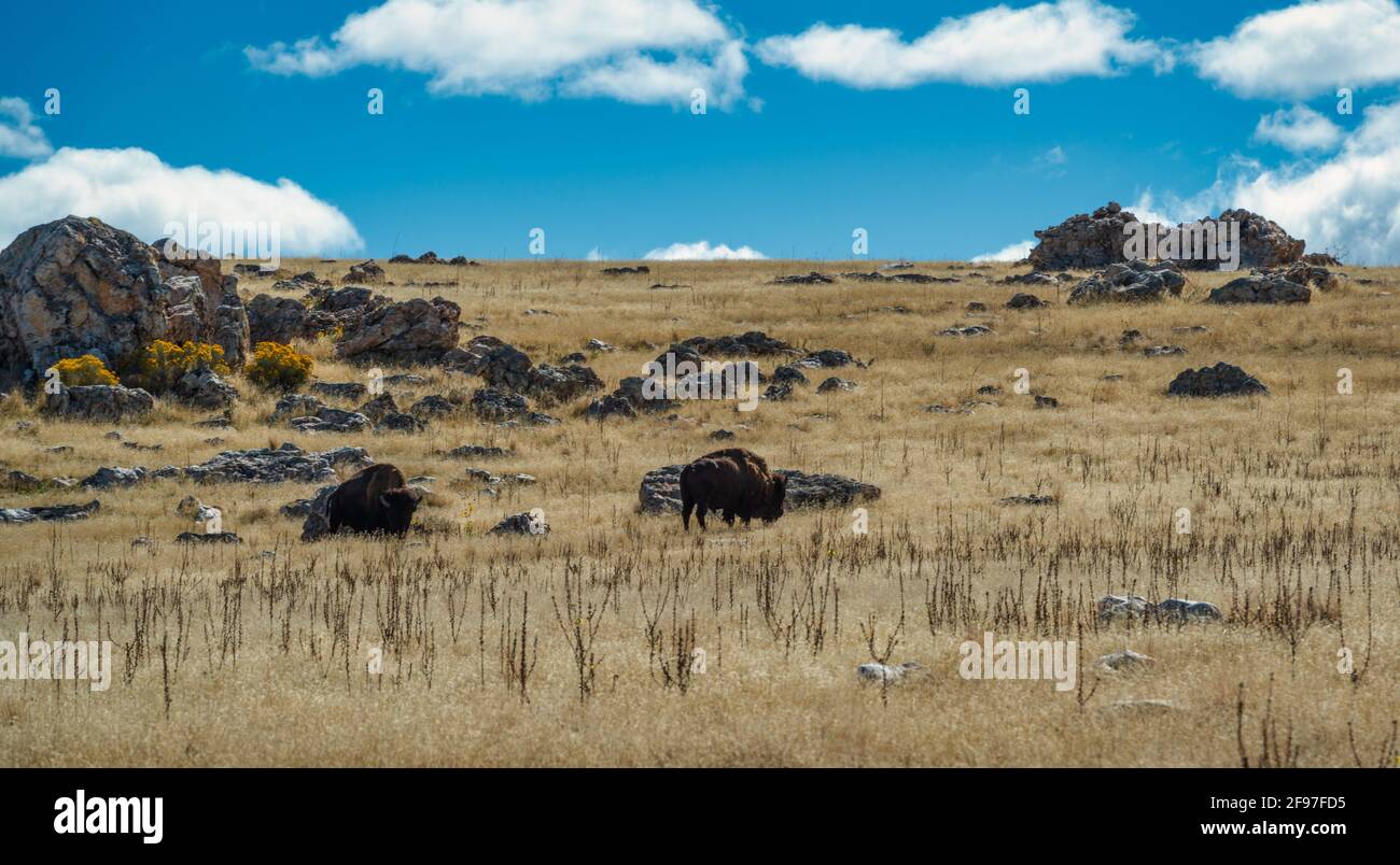 Bison in Antelope Island State Park, Salt Lake City, Utah, USA, America ...