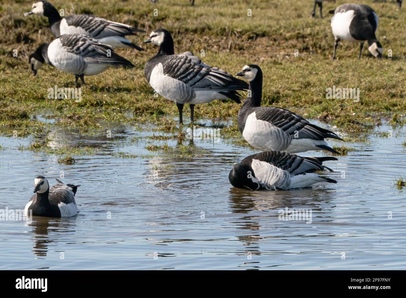 A group of barnacle geese are in the lake and on the grass. Spread ...
